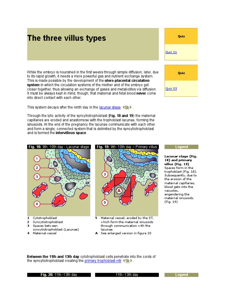The Three Villus Types | PDF | Placenta | Implantation (Human Embryo)