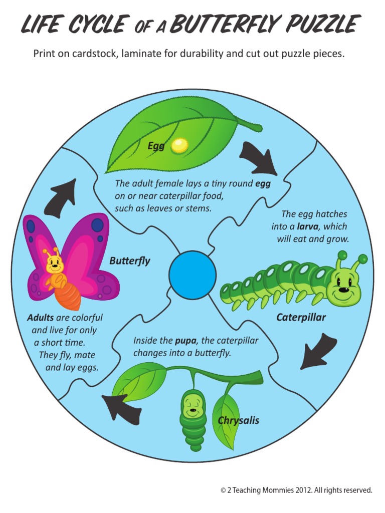 Butterfly Life Cycle Puzzle PDF | PDF