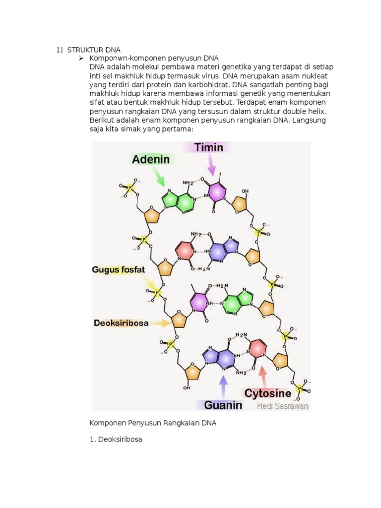 Struktur dan Fungsi DNA & RNA | PDF