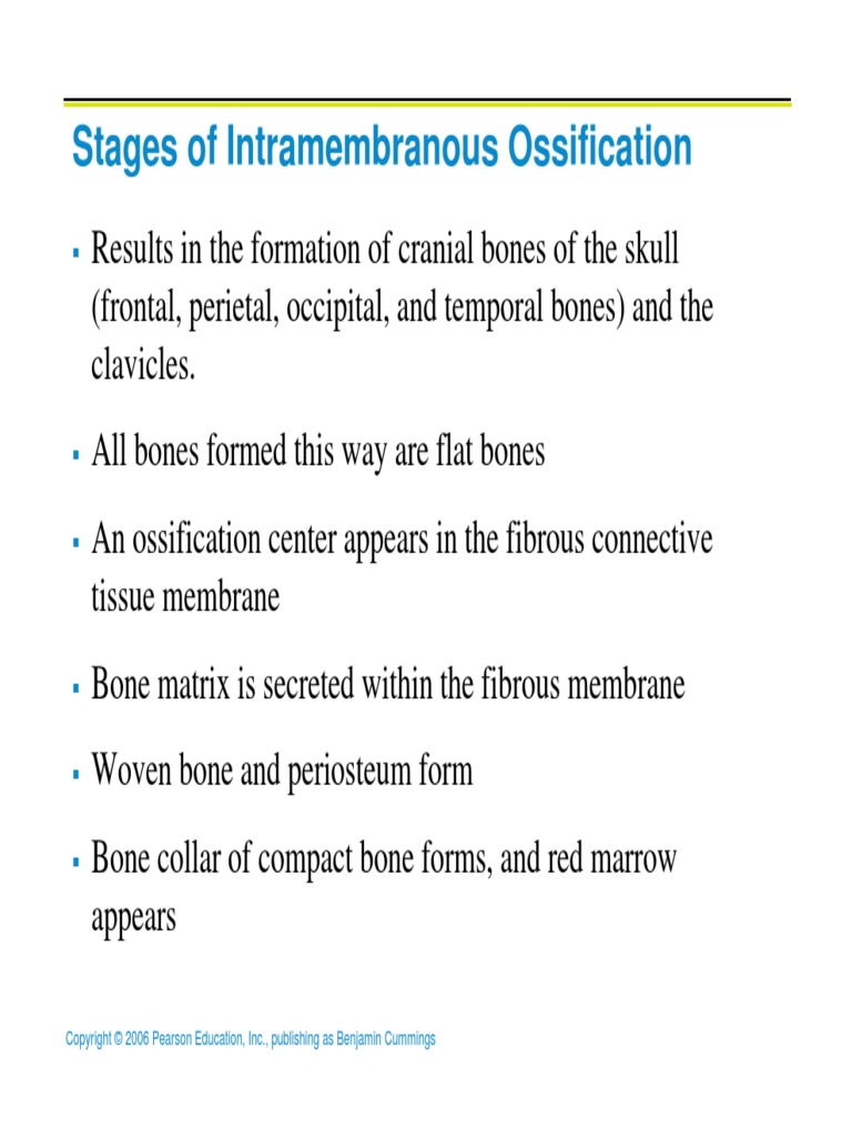 Intramembranous Ossification & Endochondral Ossification PDF | PDF ...