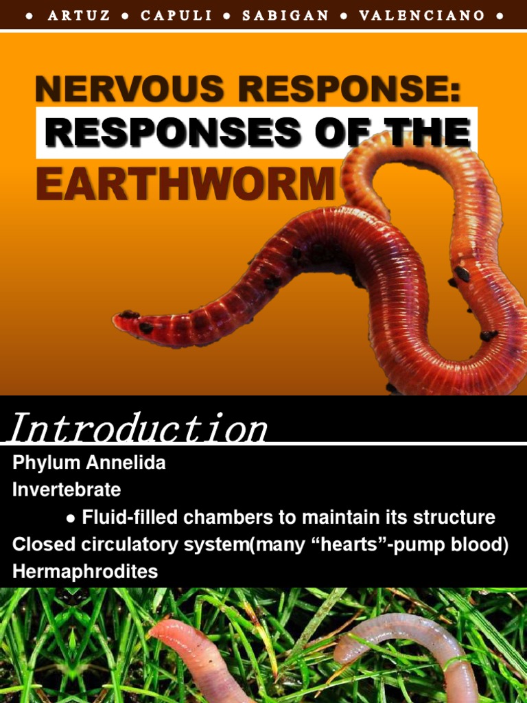 Earthworm Nervous System and Responses | PDF | Stimulus (Physiology ...