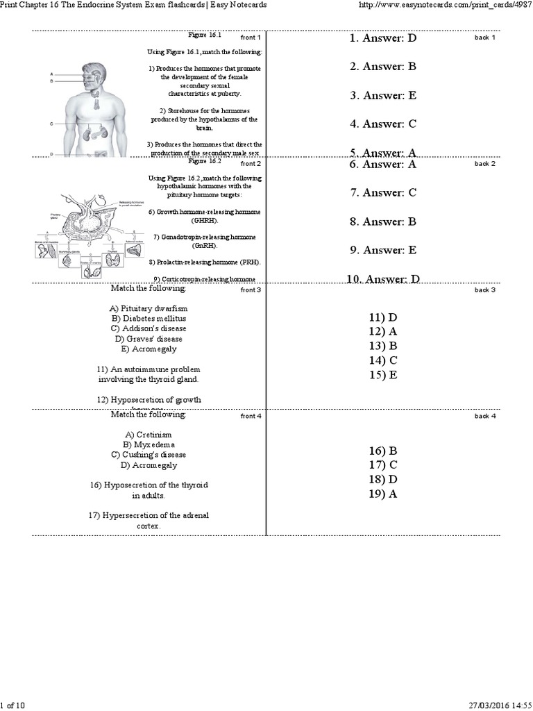 Print Chapter 16 The Endocrine System Exam Flashcards - Easy Notecards ...