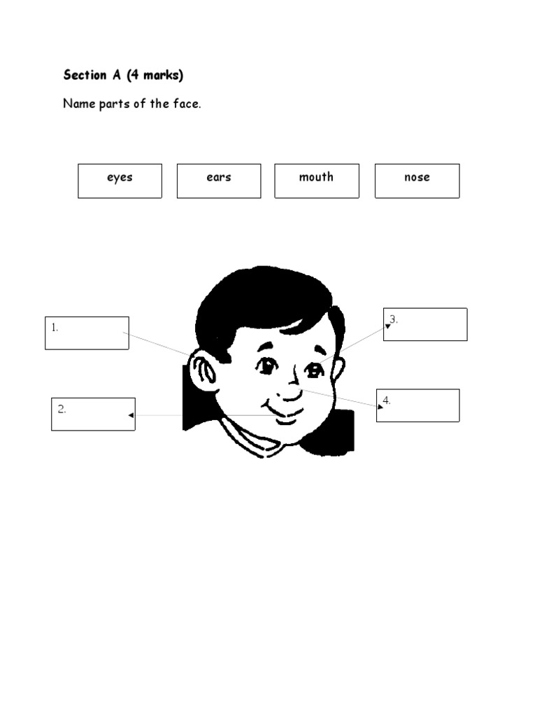 Name Parts of The Face.: Section A (4 Marks) | PDF