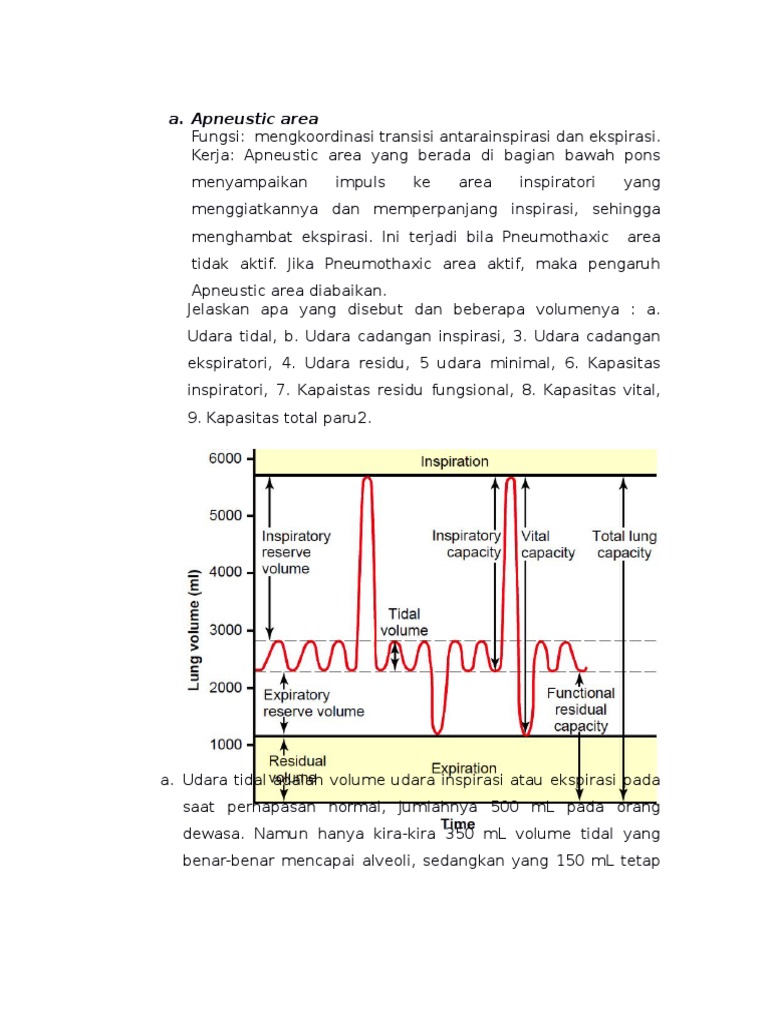Fungsi dan Volume Udara Paru-Paru | PDF
