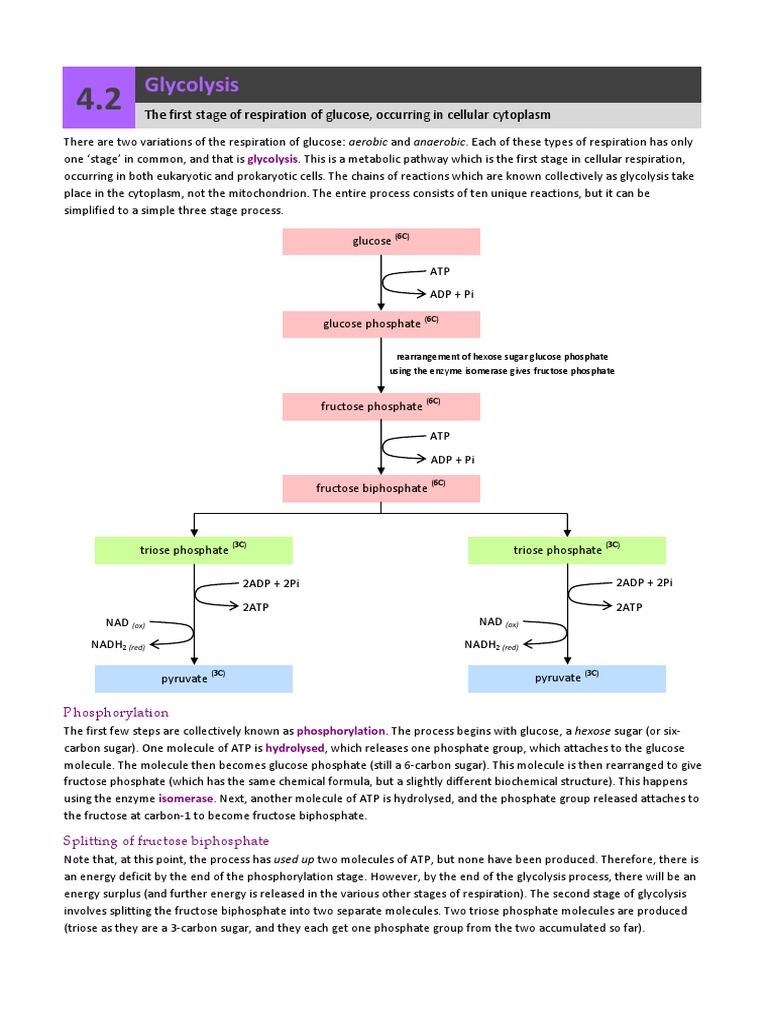 Cape Biology | PDF | Cellular Respiration | Glycolysis