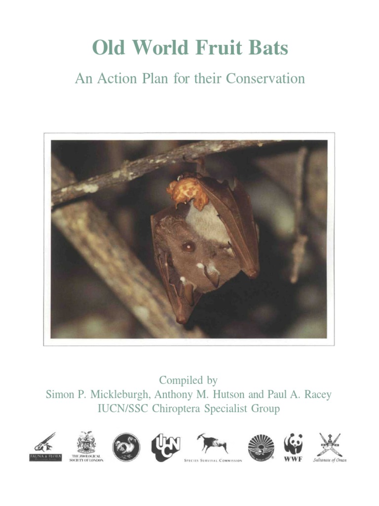 Mindanao Pygmy Fruit Bat