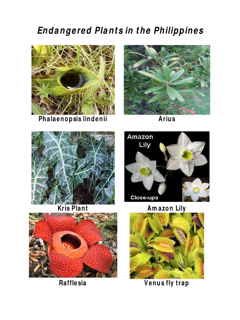 Endangered Plants in The Phil | PDF