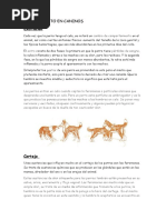 Anatomía y enfermedades del pene canino | PDF | Pene | Urología