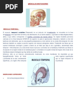 Anatomía y Función del Músculo Masetero | PDF | Anatomía | Cabeza y ...
