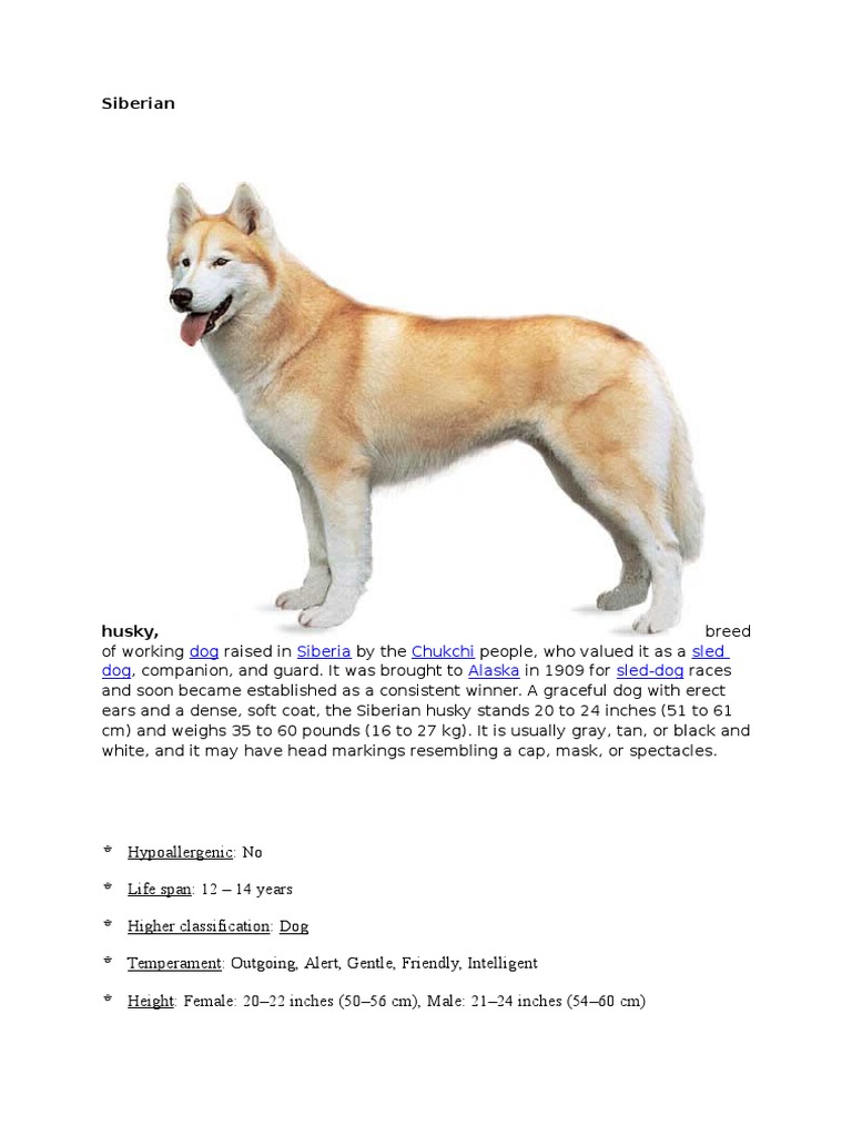 Siberian Husky | PDF | Dog Types | Canis Lupus