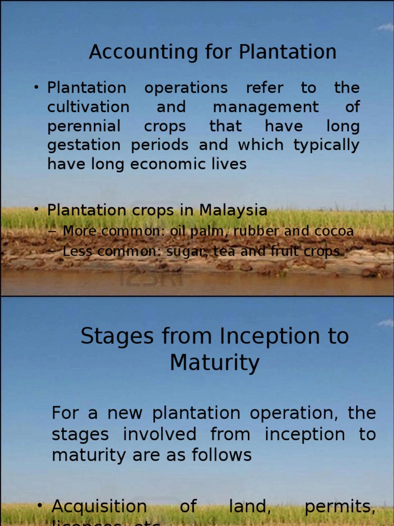 Plantation Accounting Practices in Malaysia | PDF | Expense | Depreciation