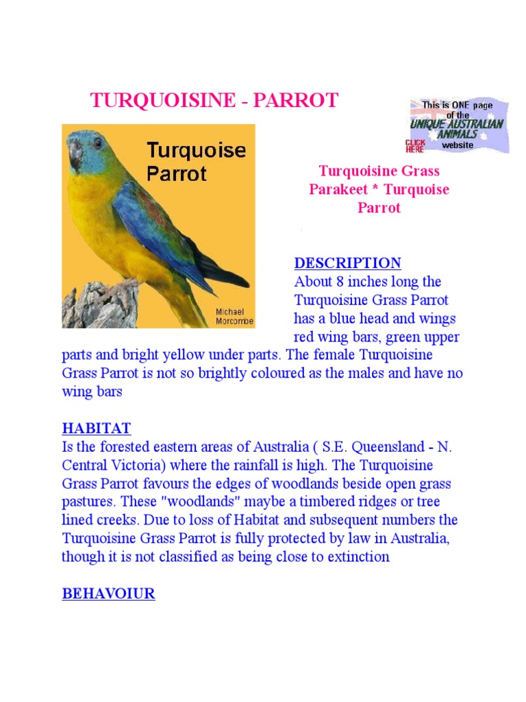 Parrot | PDF | Birds | Tetrapods