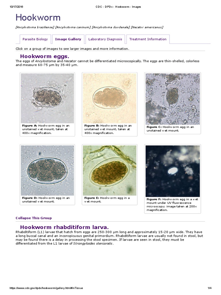 Hookworm Identification Guide | PDF | Microscopy | Microbiology