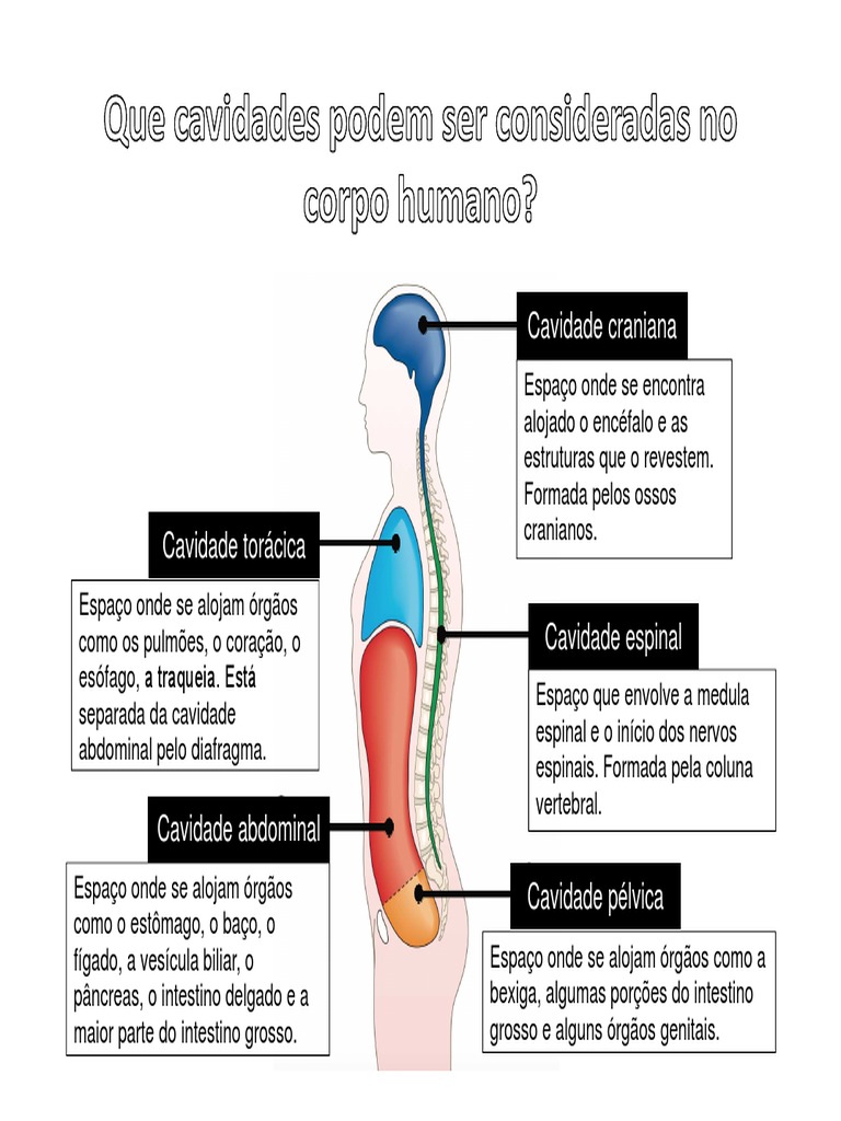 Cavidades Corpo Humano