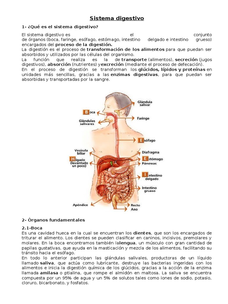 Los Sistemas Del Cuerpo Humano | PDF | Sistema digestivo humano | Digestión