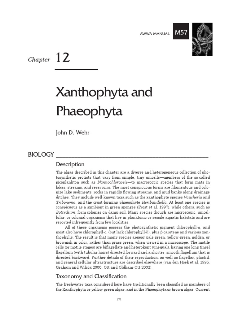 Xanthophyta and Phaeophyta | PDF | Algae | Eutrophication