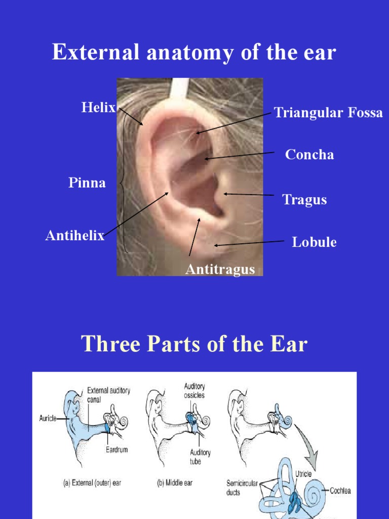 Anatomy of The Ear Hearing | PDF