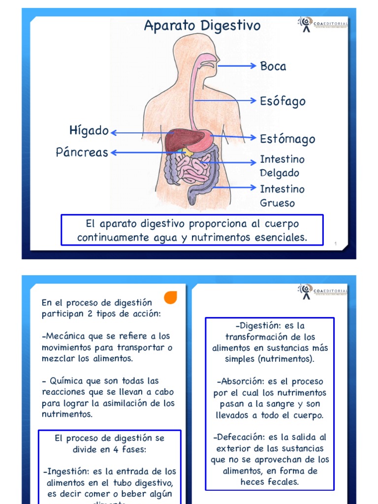 digestion_absorcion.pdf | Digestión | Sistema digestivo humano | Prueba ...