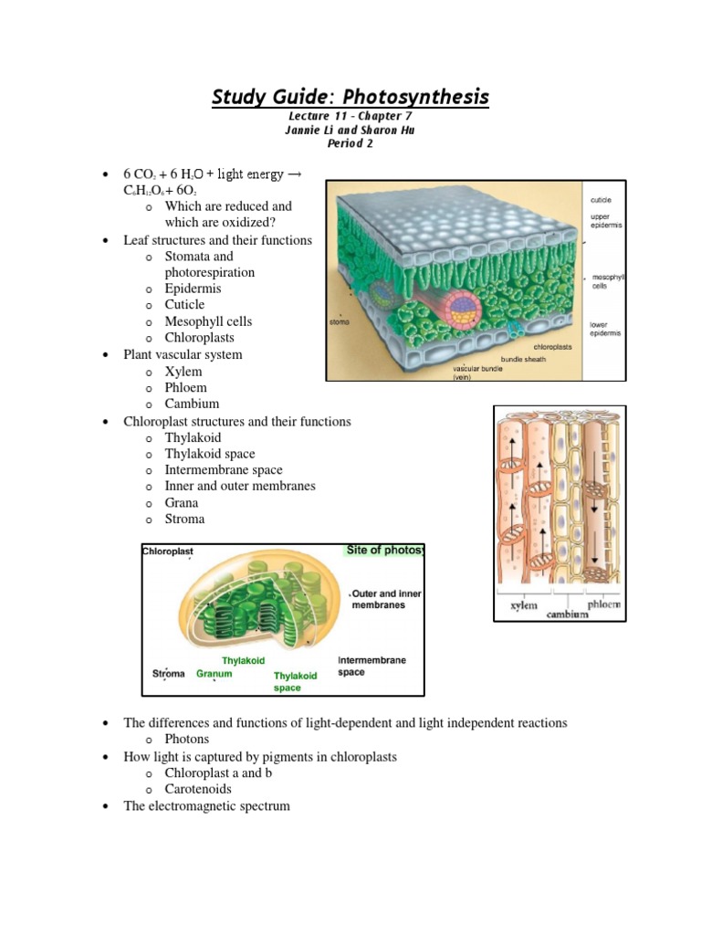 Photosynthesis Study Guide Overview | PDF | Science & Mathematics ...