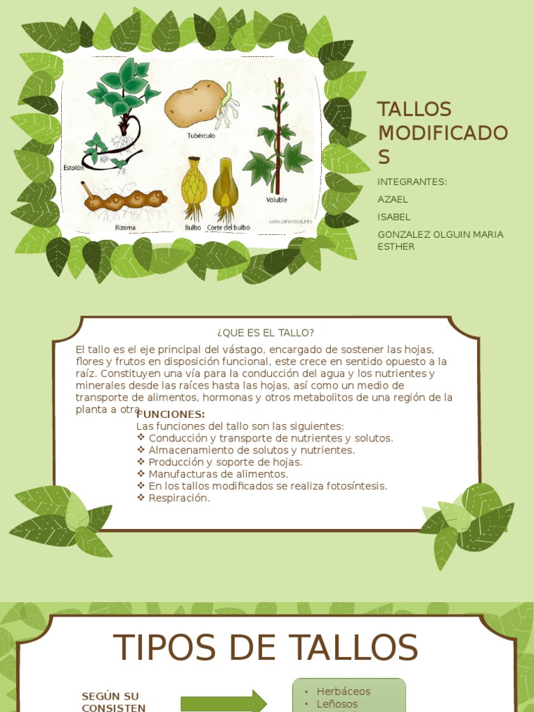 Tallos Modificados: Tipos y Funciones | PDF | Tallo de la planta | Bulbo
