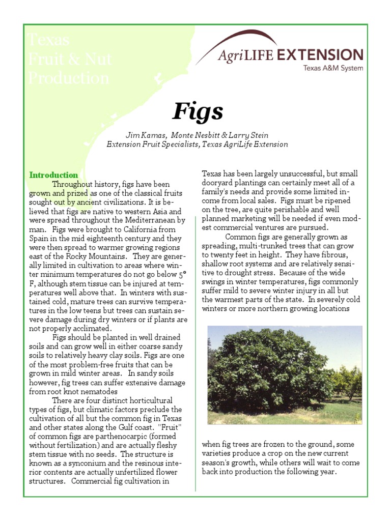 An In-Depth Guide to Growing Figs in Texas: Varieties, Planting, Care ...