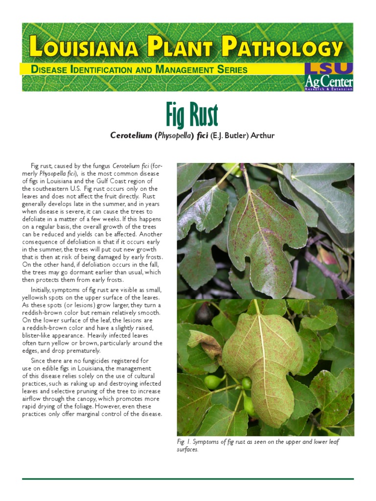 Fig Rust at Karat Pokok Tin PDF | PDF