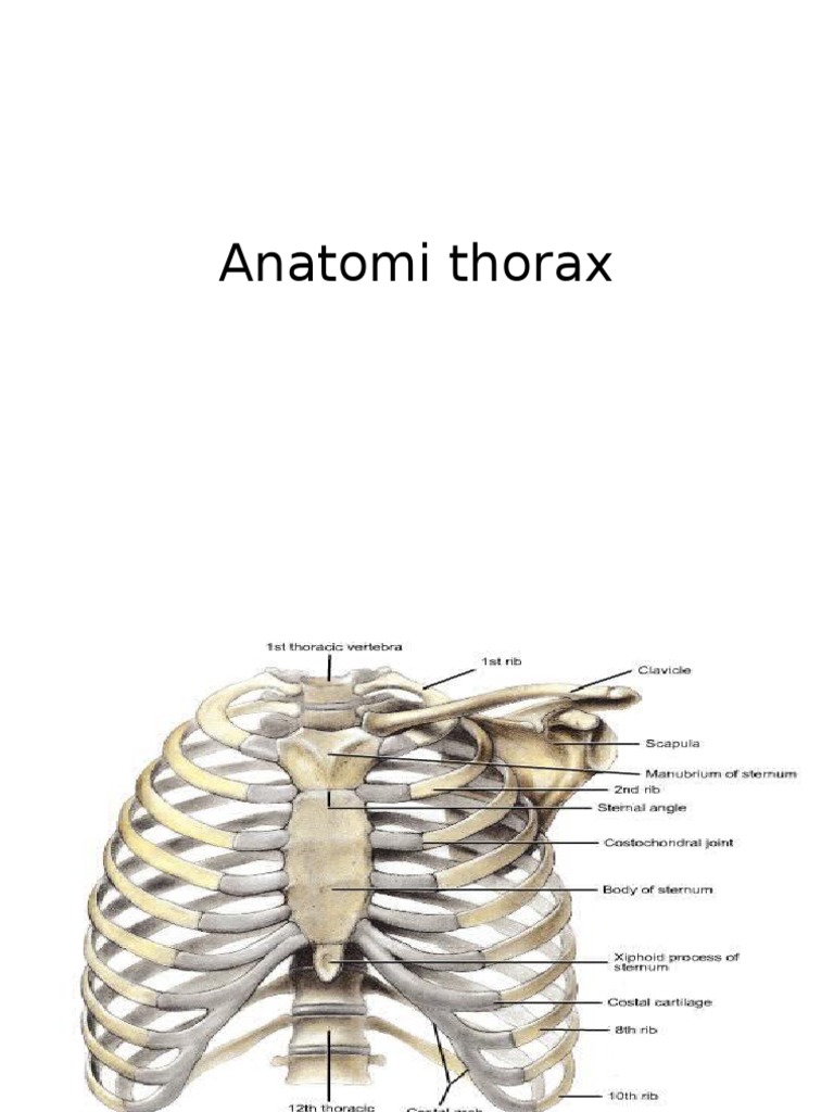 Anatomi Thorax | PDF