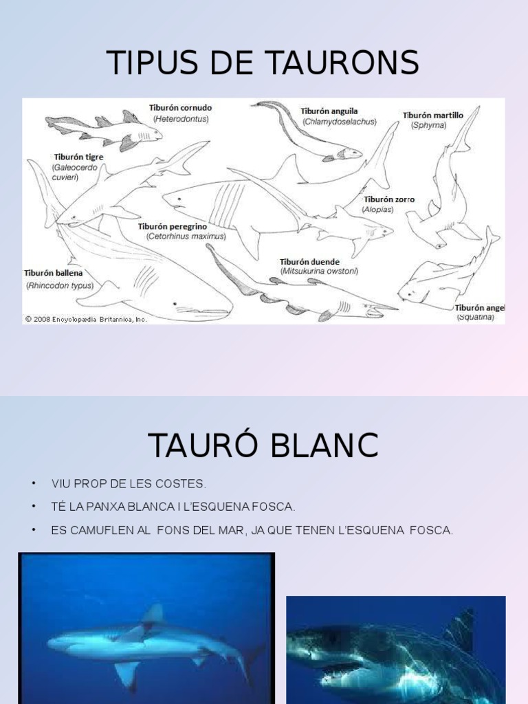 Tipus de Taurons | PDF