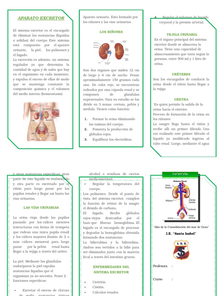 APARATO EXCRETOR triptico | Sistema urinario | Riñón