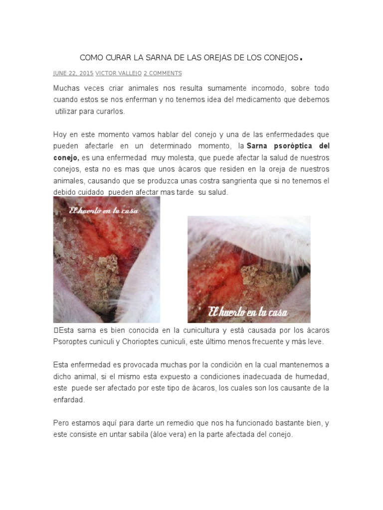 Como Curar La Sarna de Las Orejas de Los Conejos | Descargar gratis PDF ...