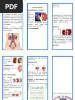 Triptico Del Sistema Excretor | PDF | Sistema urinario | Riñón