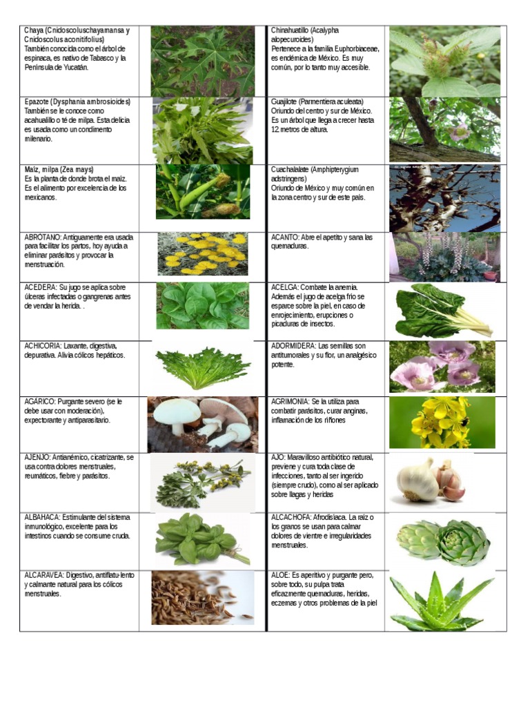 40 Plantas Medicinales | PDF | Medicina | Plantas