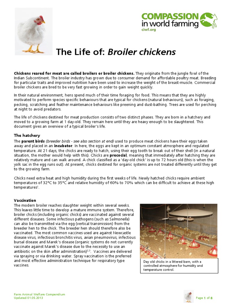 The Life of Broiler Chickens | PDF | Broiler | Chicken