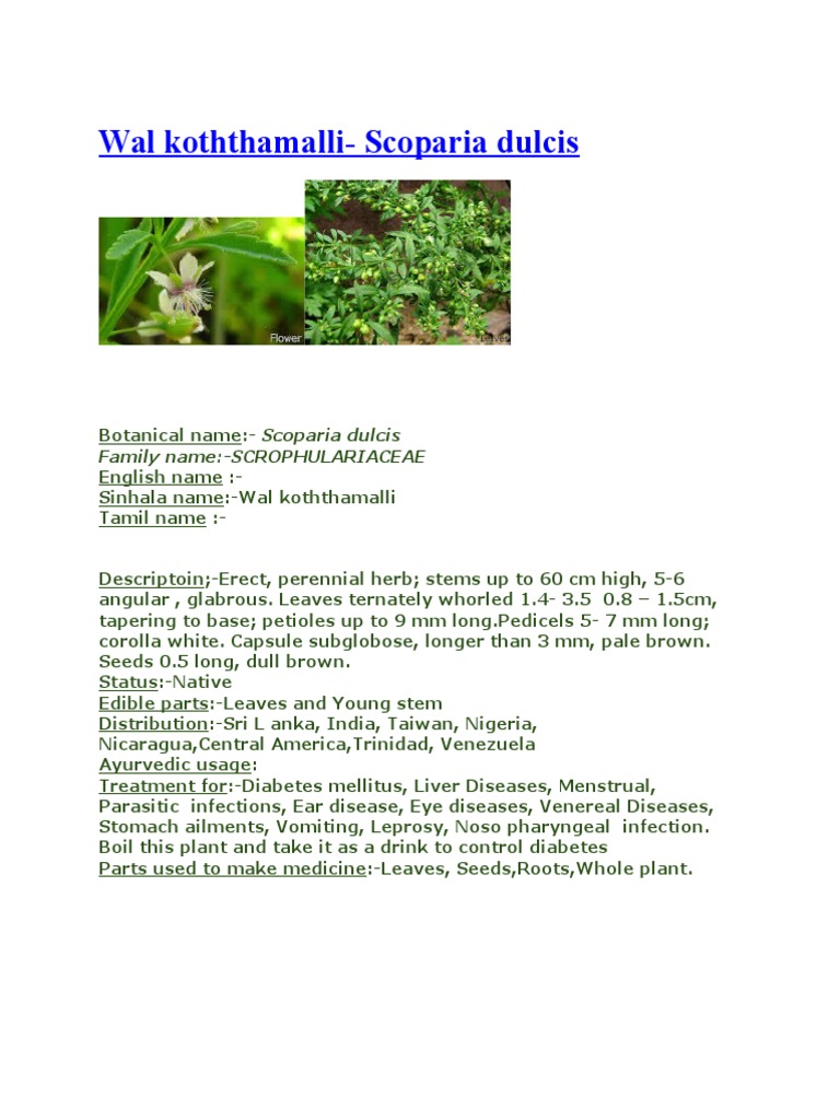 Wal Koththamalli | PDF