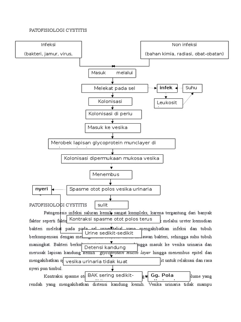 Patofisiologi Cystitis | PDF