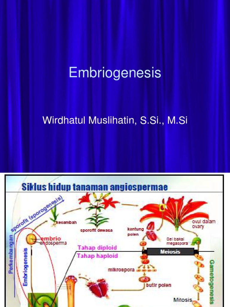 Embriogenesis Somatik Vs Zigotik | PDF | Biologi Perkembangan ...