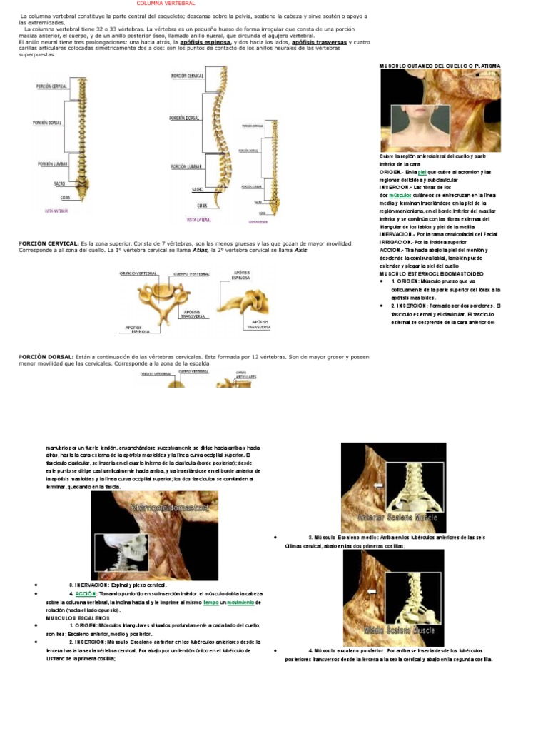 Columna Vertebral | La columna vertebral | Vértebra