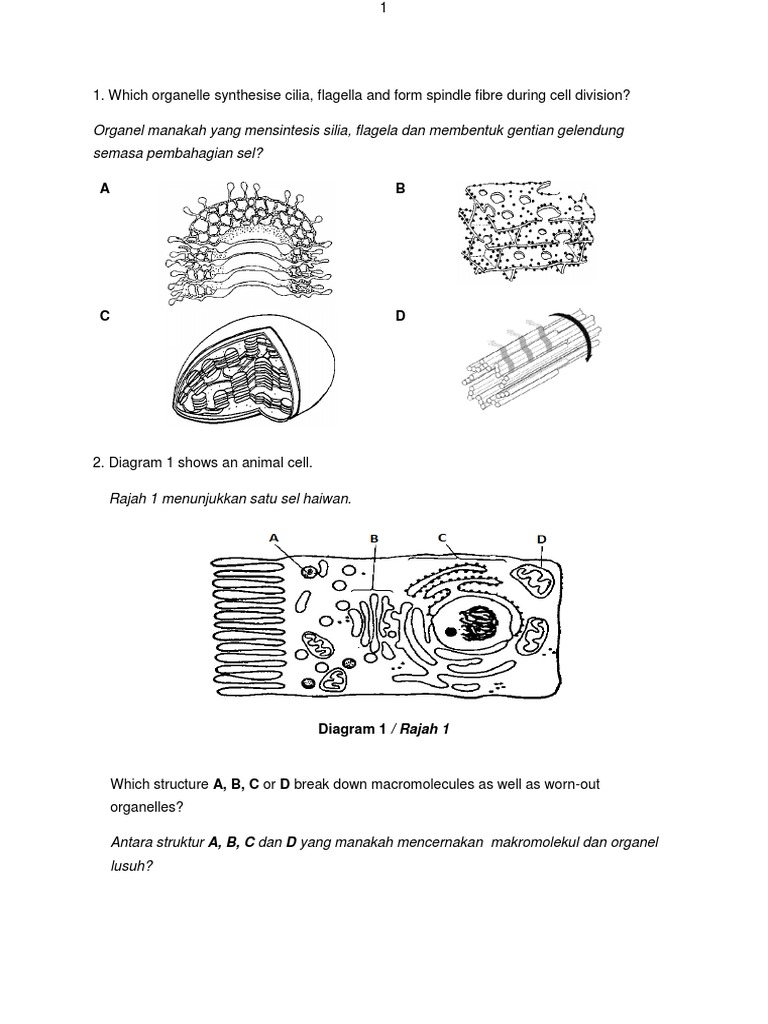 Cell Biology Questions and Diagrams | PDF