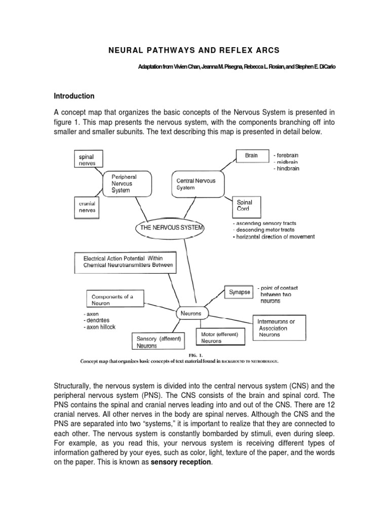 Neural Pathways and Reflex Arcs 2015 | PDF | Spinal Cord | Nervous System