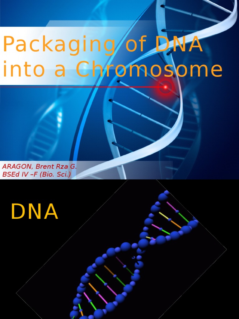 Dna Packaging Into Chromosome | PDF