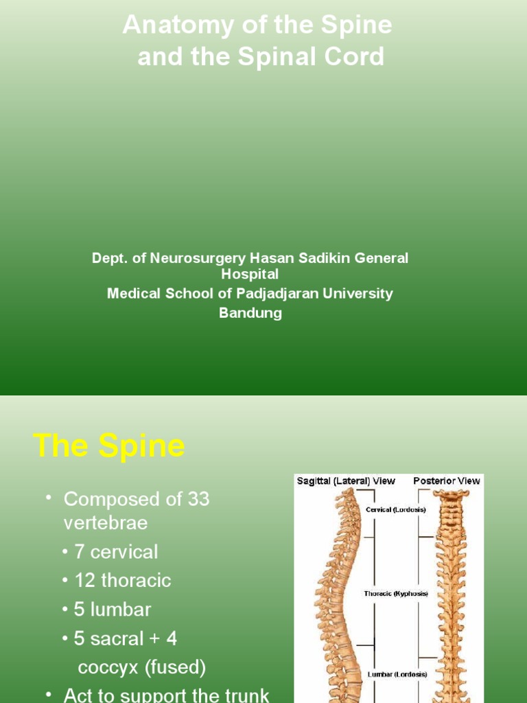 Anatomy of the Spine.ppt | Vertebra | Vertebral Column
