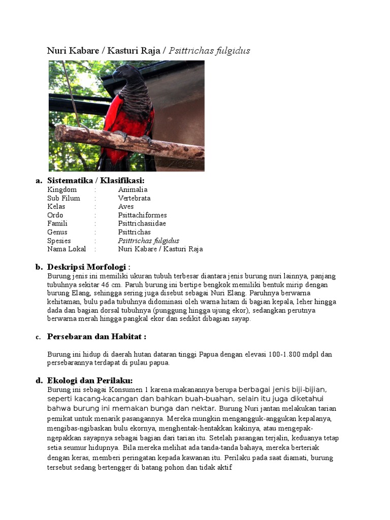 Laporan Deskripsi Klasifikasi Nuri Kabare, Kakatua Rawa, Elang Bondol | PDF