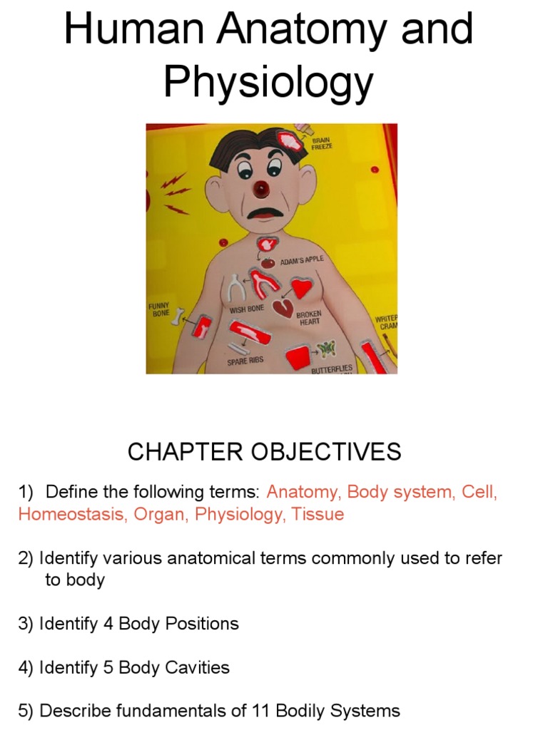 Chapter 6 Human Anatomy and Physiology Powerpoint | PDF