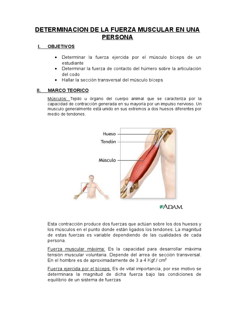 Determinacion de La Fuerza Muscular en Una Persona