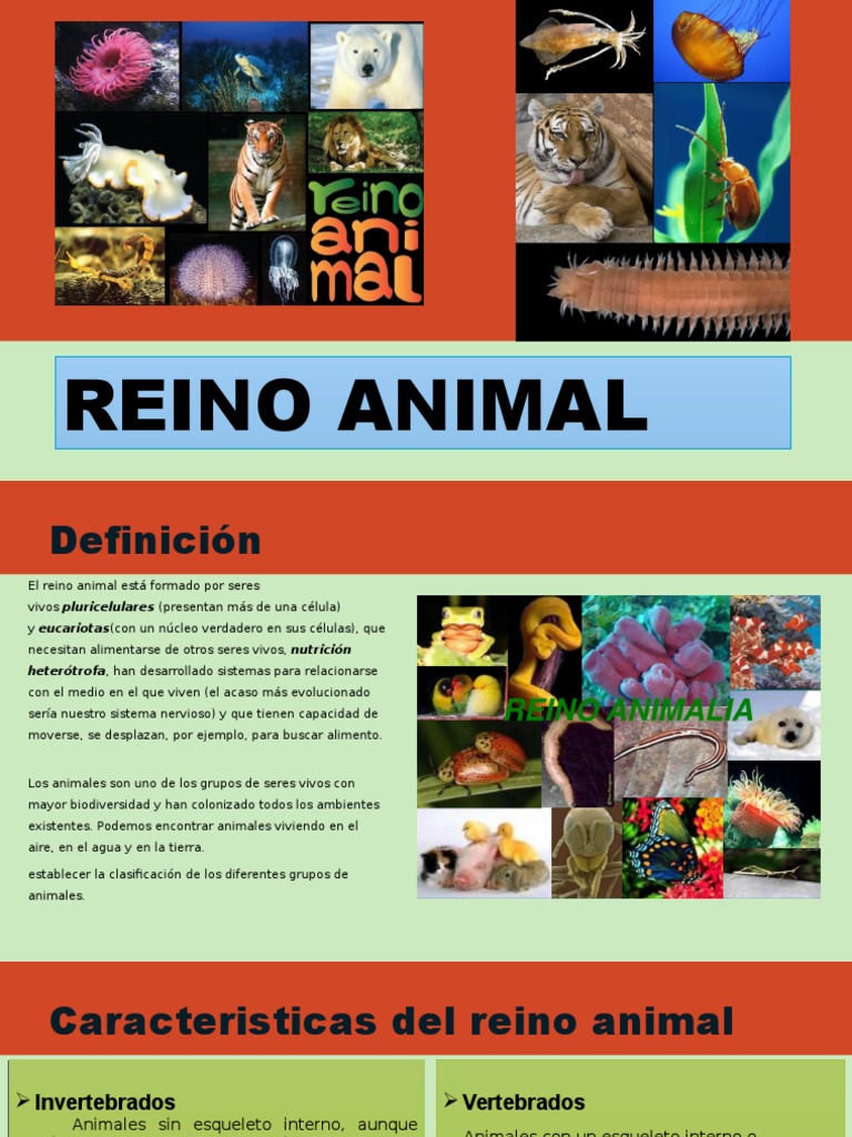 Reino Animal Exposicion | PDF | Pescado | Vertebrados