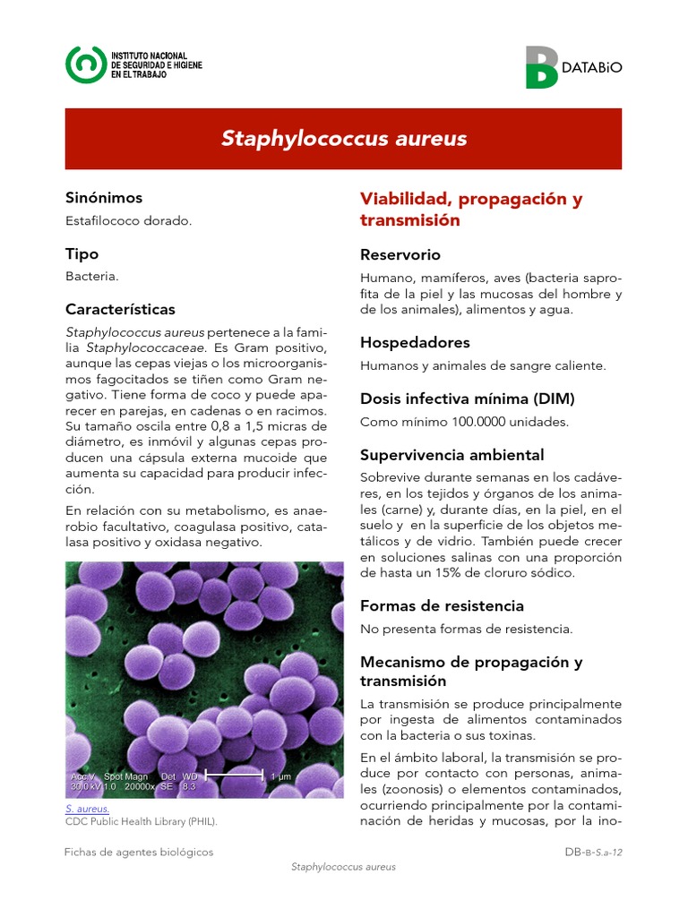 Staphylococcus Aureus | PDF | Staphylococcus Aureus | Microbiología