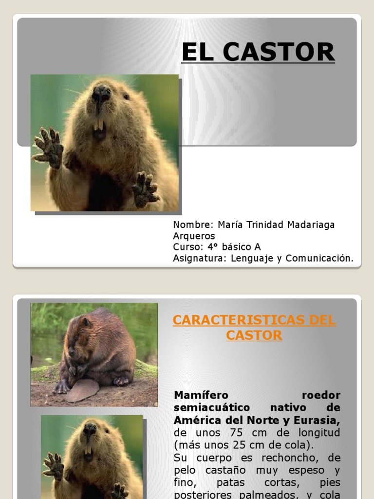 El Castor | PDF | Hogar, jardinería y bricolaje