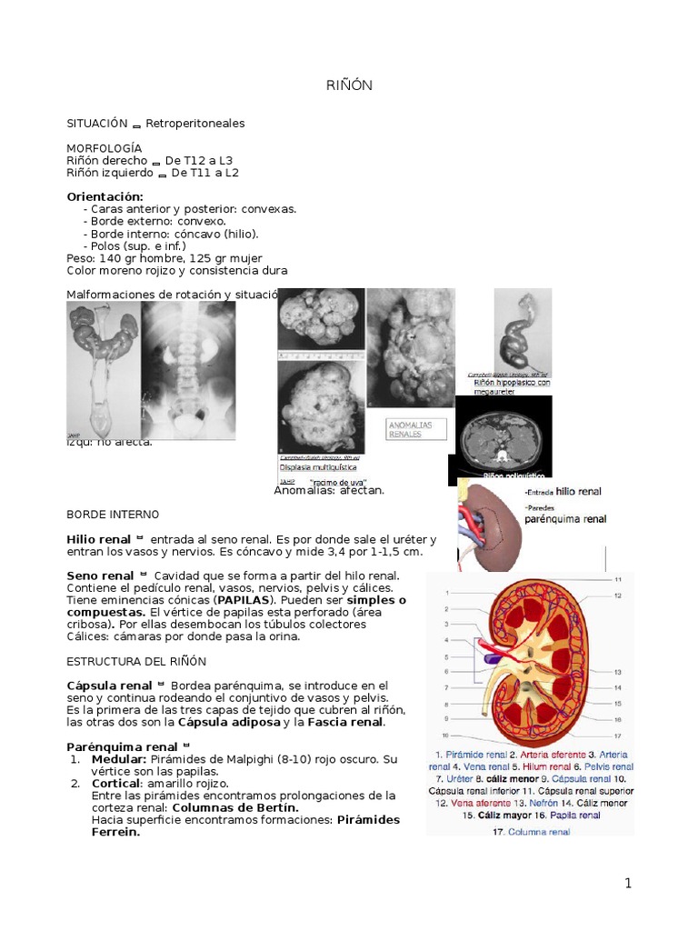 1.RIÑÓN | Riñón | Fisiologia Animal