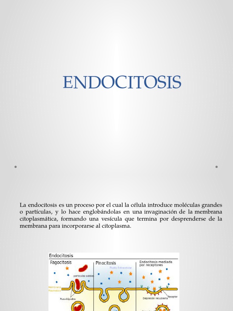 Endocitosis Ejemplos Endocitosis Y Exocitosis | PDF | Membrana Celular