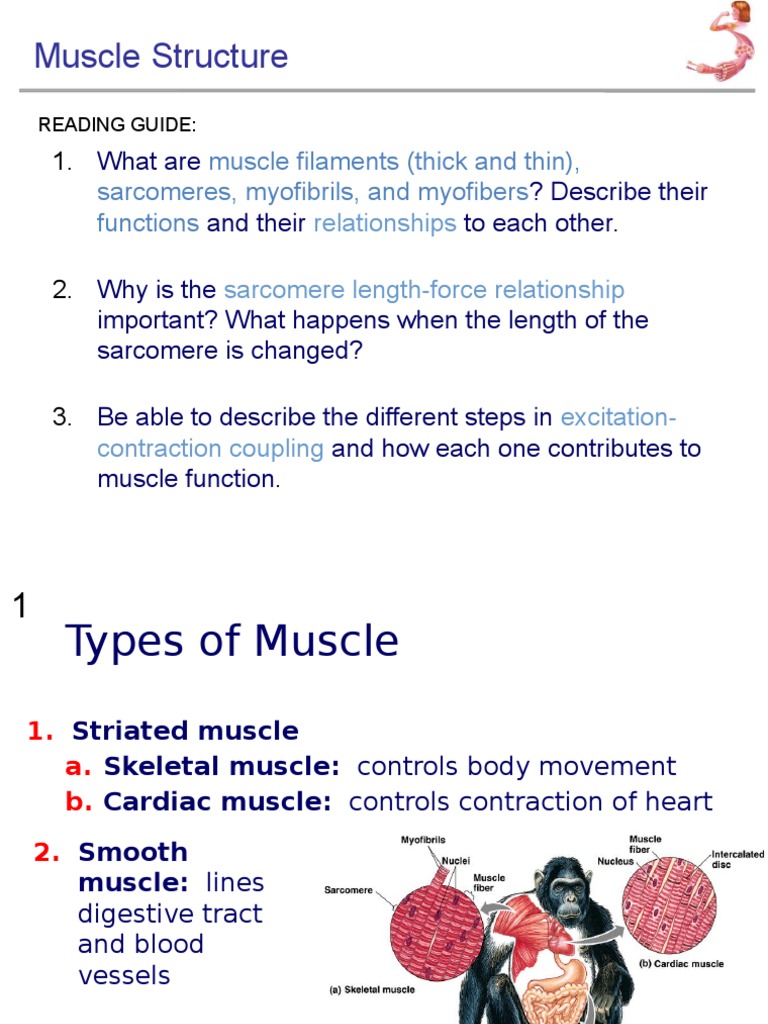 CH 5 Muscles Part 1-Clean | PDF | Muscle Contraction | Myocyte